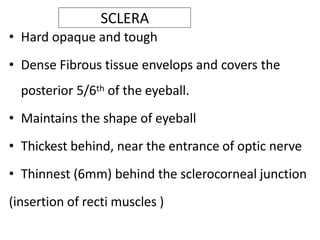 eye ball anat.pptx