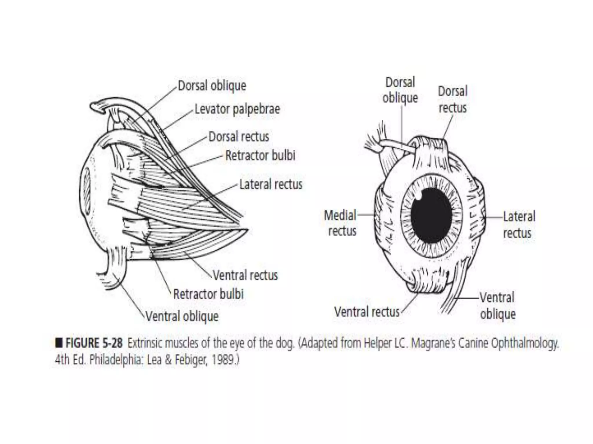Eyeball Movements and Accessory Structures.pptx