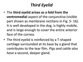 Eyeball Movements and Accessory Structures.pptx