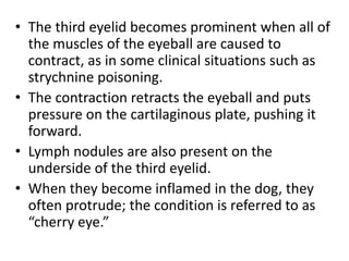 Eyeball Movements and Accessory Structures.pptx