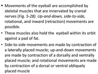 Eyeball Movements and Accessory Structures.pptx