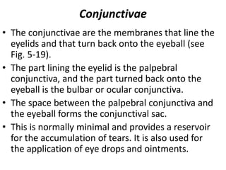Eyeball Movements and Accessory Structures.pptx