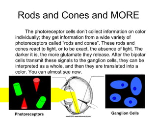 The Visual System | PPT