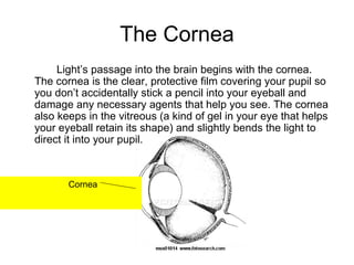 The Visual System | PPT