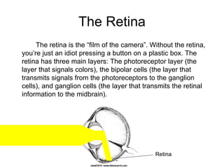The Visual System | PPT