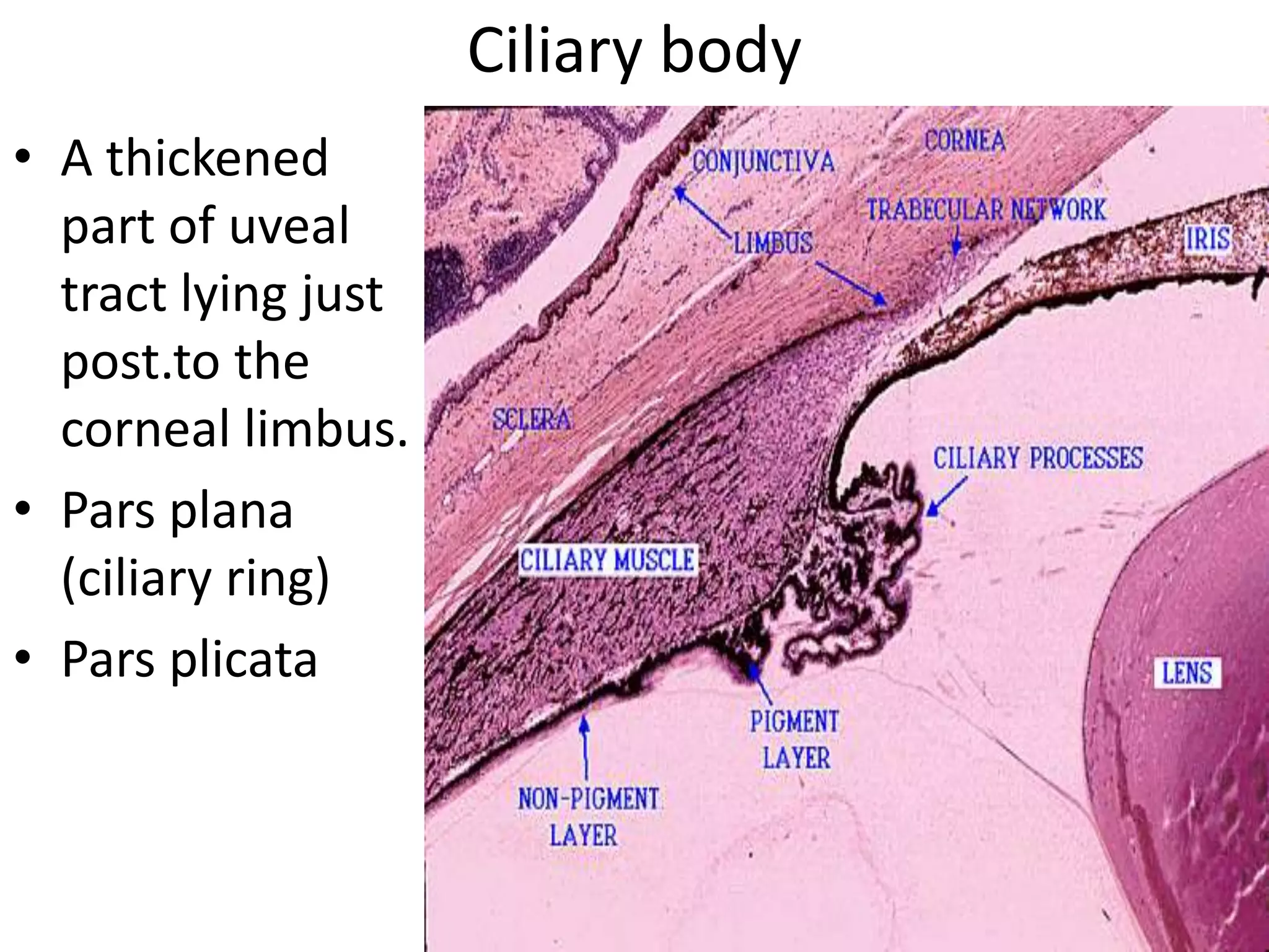 Eyeball Anatomy with histology | PPTX