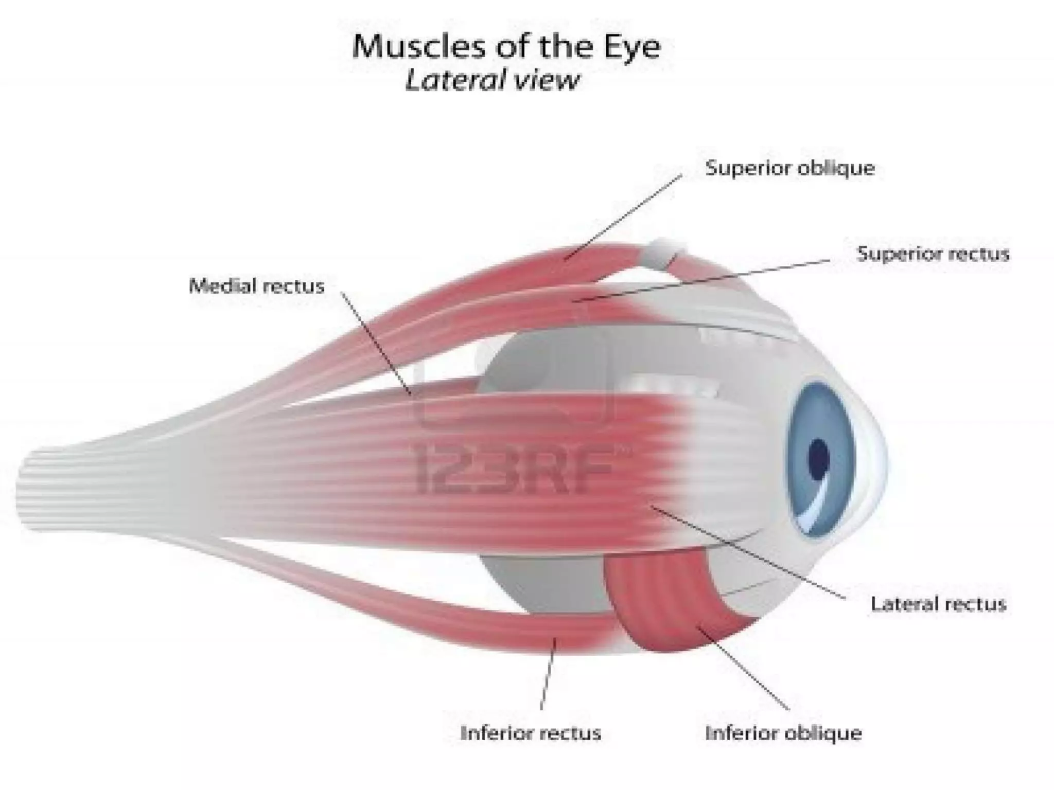 Eyeball Anatomy with histology | PPTX