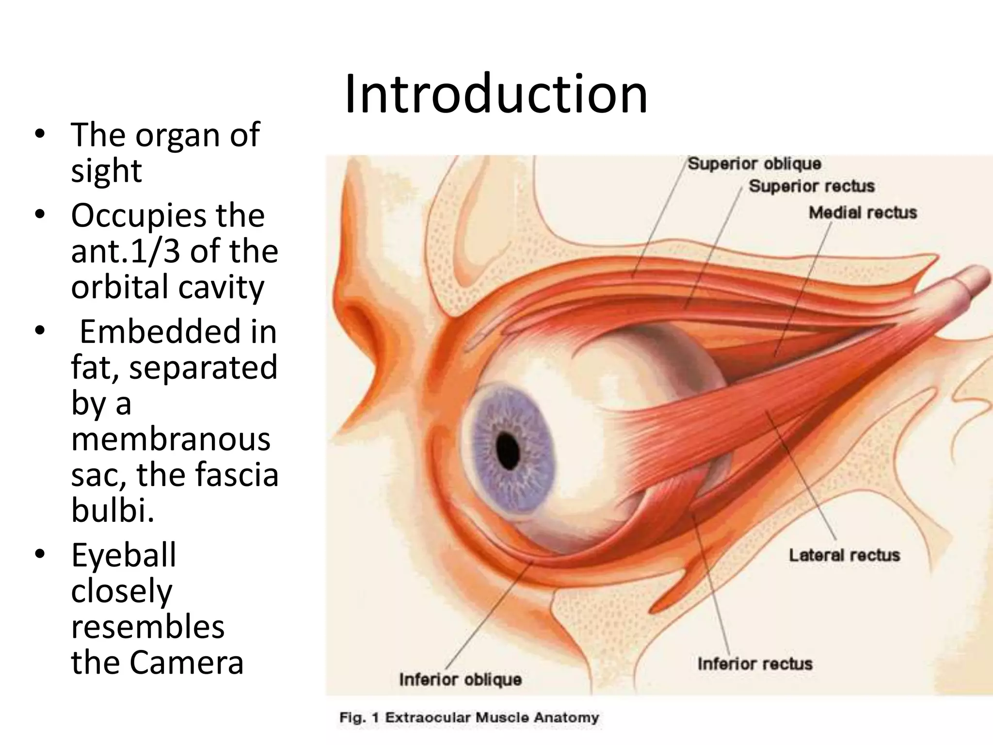 Eyeball Anatomy with histology | PPTX
