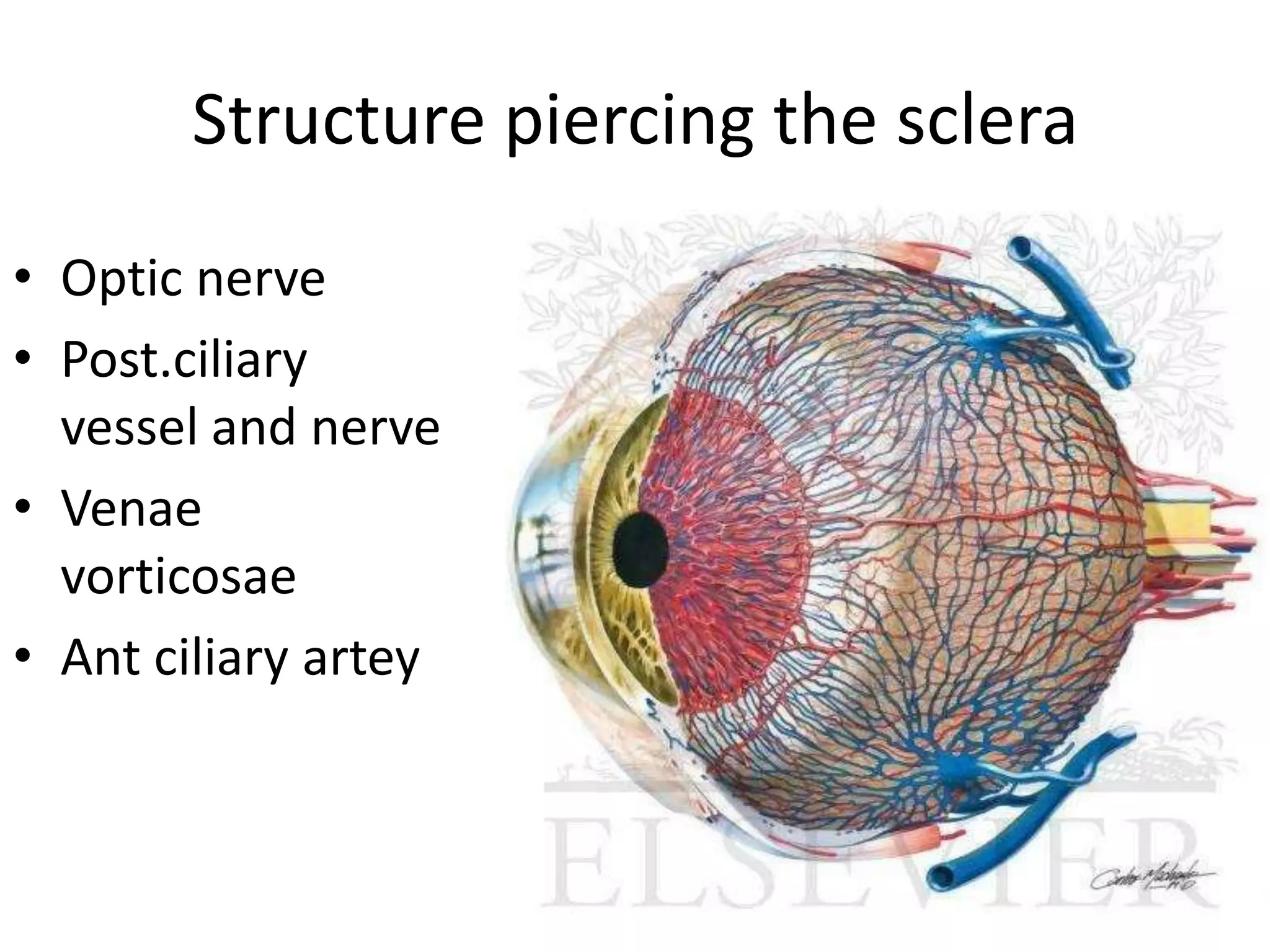 Eyeball Anatomy with histology | PPTX