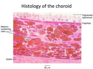 Eyeball Anatomy with histology | PPTX