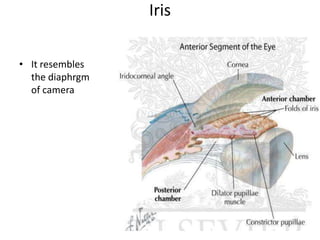 Eyeball Anatomy with histology | PPTX