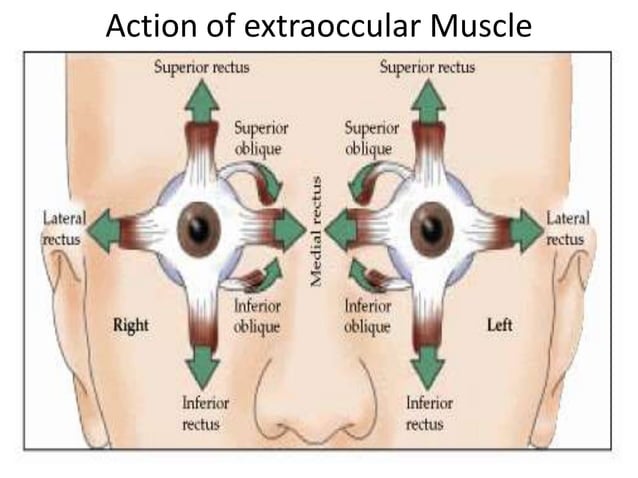Eyeball Anatomy with histology | PPTX