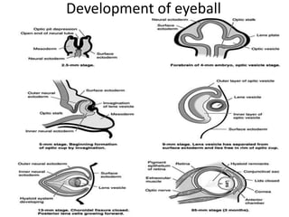 Eyeball Anatomy with histology | PPTX