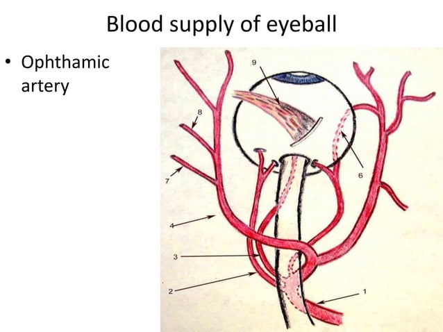 Eyeball Anatomy with histology | PPTX