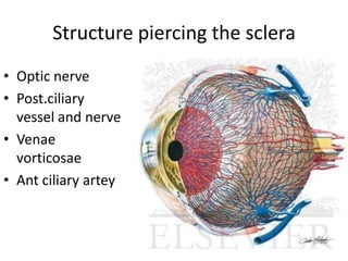 Eyeball Anatomy with histology | PPTX