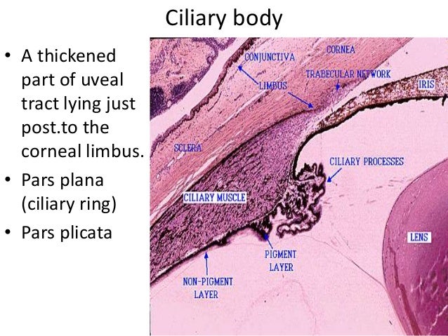 Ciliary Body Histology