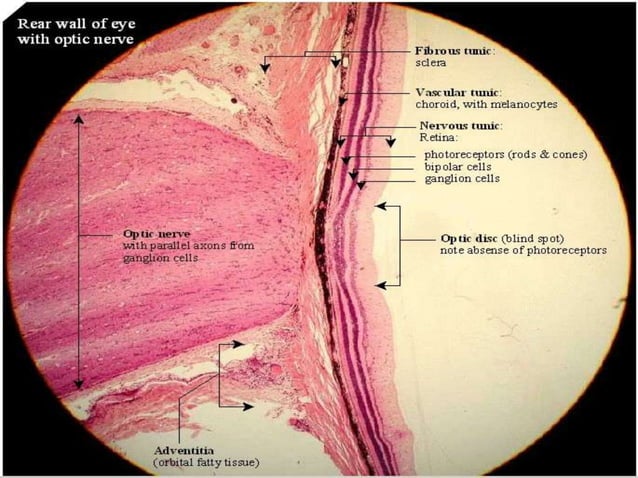 Gross Anotomy and Histology of Eyeball - Dr. Kapil Amgain | PPT