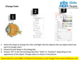 Eyeball – transverse section medical images for power point | PDF