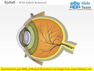 Eyeball – transverse section medical images for power point | PDF