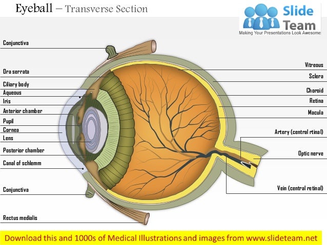 Eyeball – transverse section medical images for power point