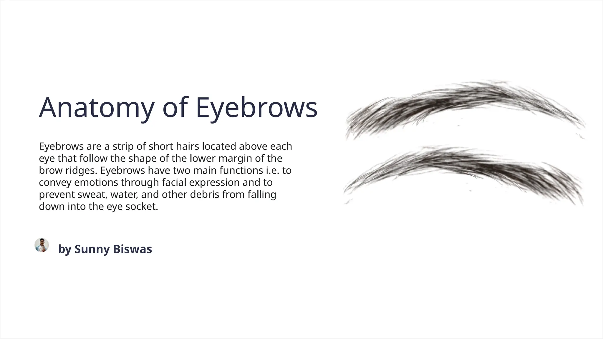 Eyebrows Anatomy . | PPTX