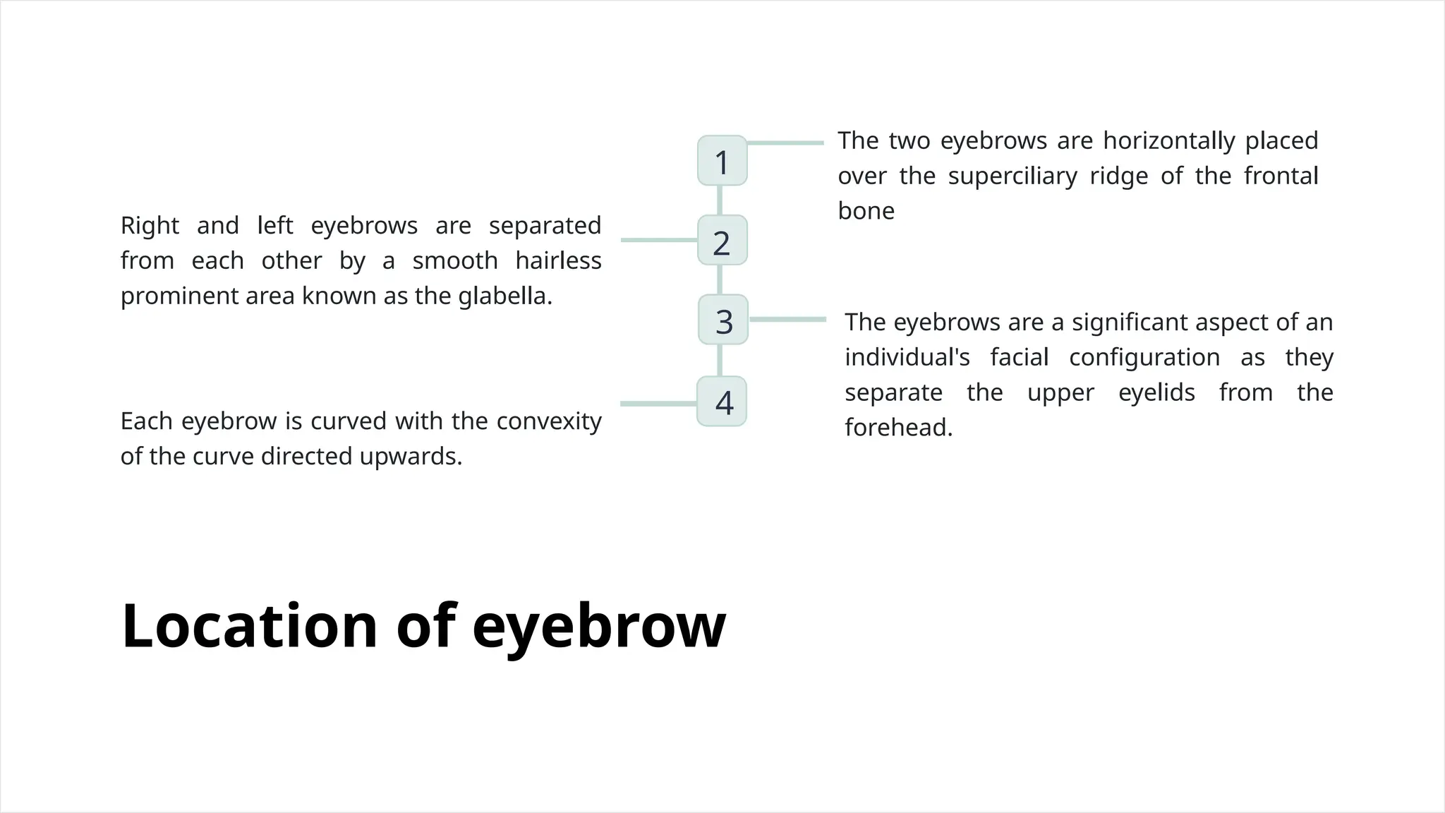 Eyebrows Anatomy . | PPTX