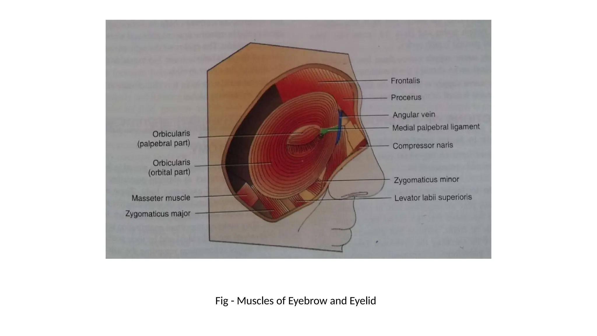 Eyebrows Anatomy . | PPTX