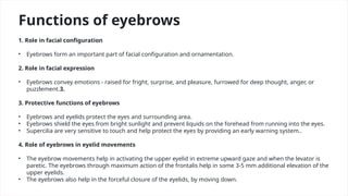 Eyebrows Anatomy . | PPTX