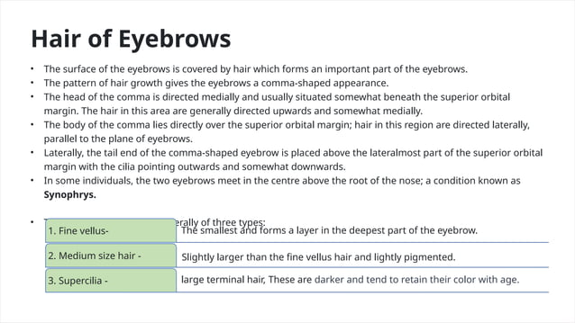Eyebrows Anatomy . | PPTX