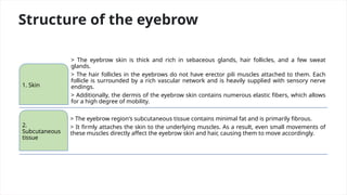Eyebrows Anatomy . | PPTX
