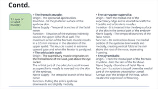 Eyebrows Anatomy . | PPTX