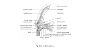 Eyebrows Anatomy . | PPTX