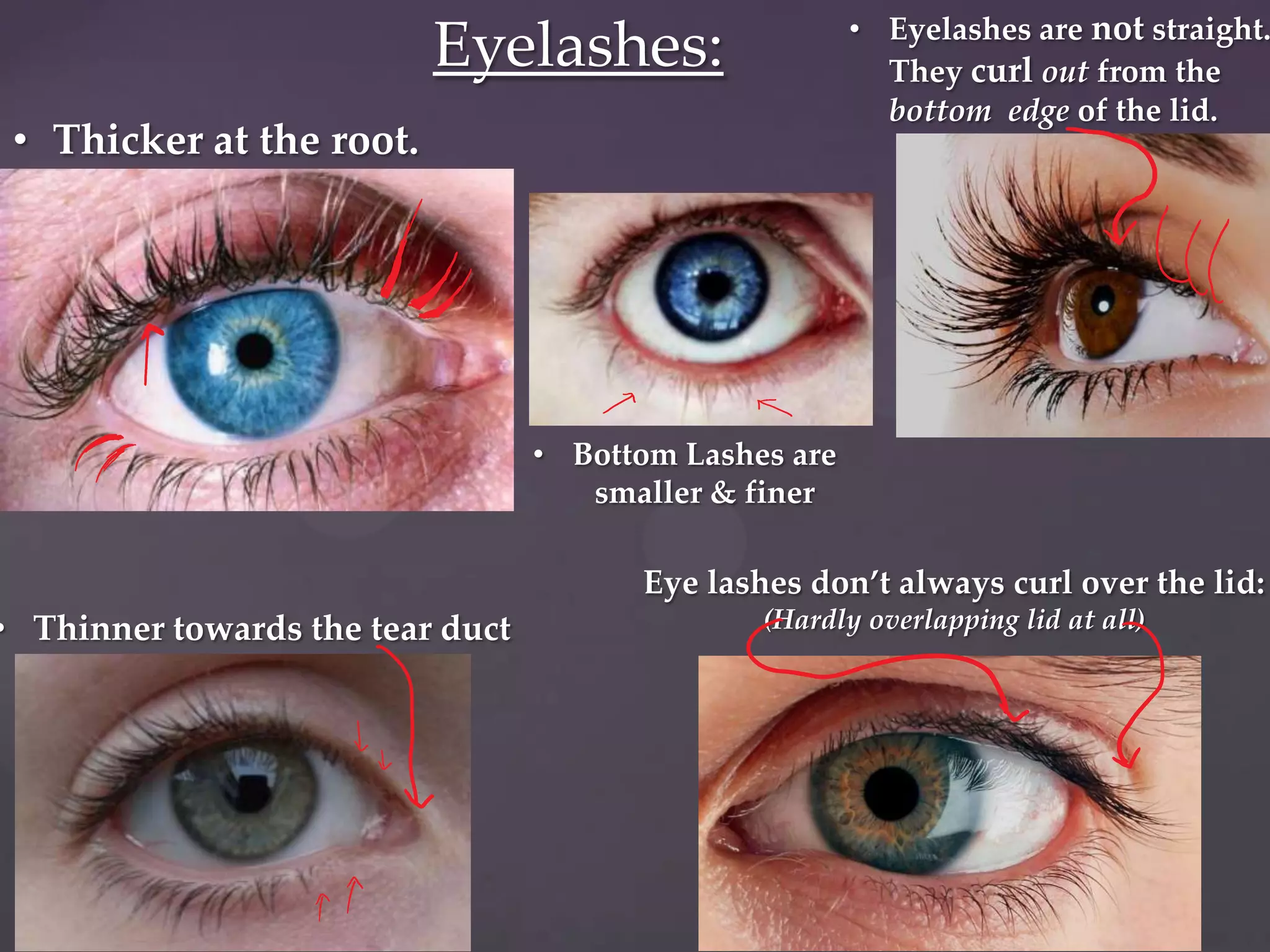 Eyebrows & eyelashes | PPTX