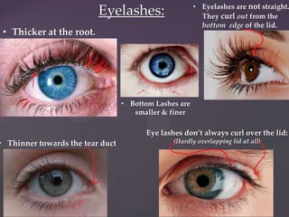 Eyebrows & eyelashes | PPTX