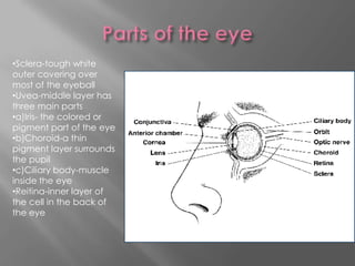 Eye Cancer | PPTX