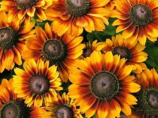 Eye Catching Flowers | PPT