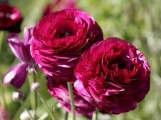 Eye Catching Flowers | PPT