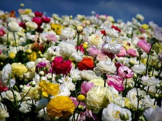 Eye Catching Flowers | PPT