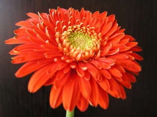 Eye Catching Flowers | PPT