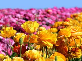 Eye Catching Flowers | PPT