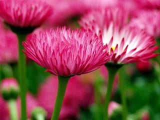 Eye Catching Flowers | PPT