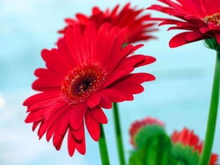 Eye Catching Flowers | PPT