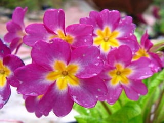 Eye Catching Flowers | PPT