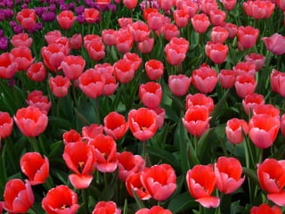 Eye Catching Flowers | PPT