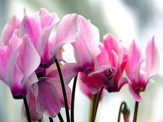 Eye Catching Flowers | PPT