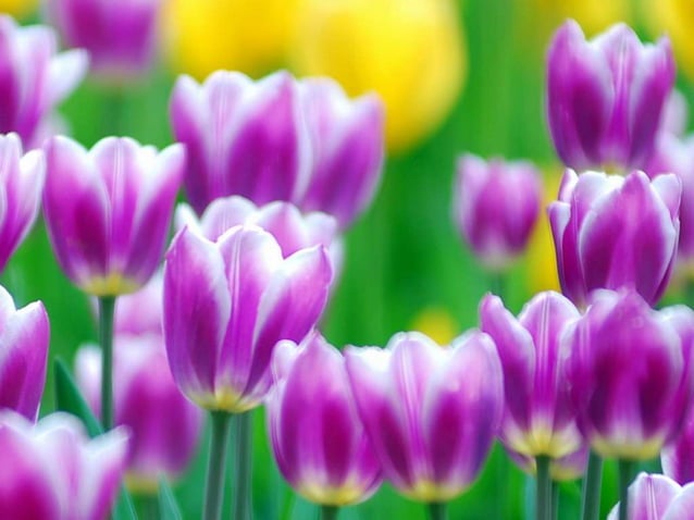 Eye Catching Flowers | PPT