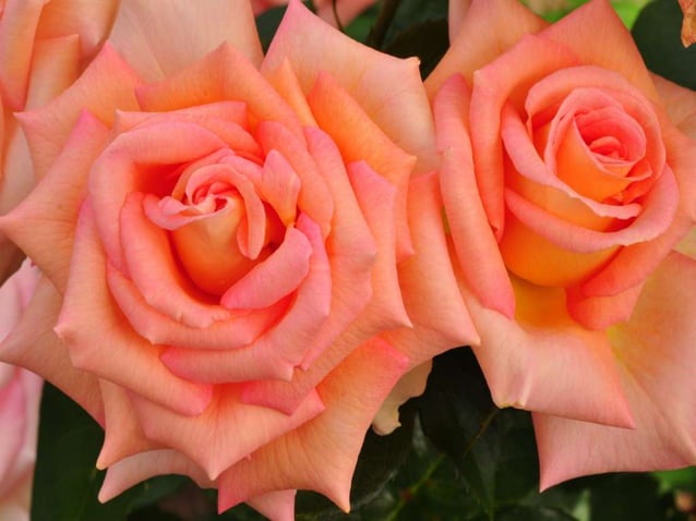 Eye Catching Flowers | PPT