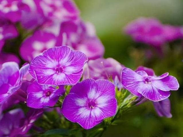 Eye Catching Flowers | PPT