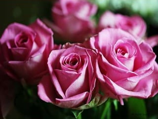 Eye Catching Flowers | PPT