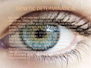 Eye color | PPTX